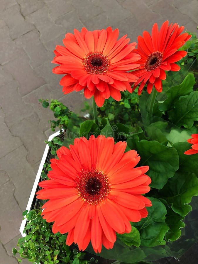 Foto Stock e immagini a tema Gerbere Rosse - Scarica 236 foto