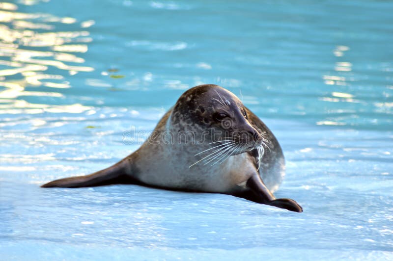 Belle jeune otarie photo stock. Image du aquatique, nature - 27284092