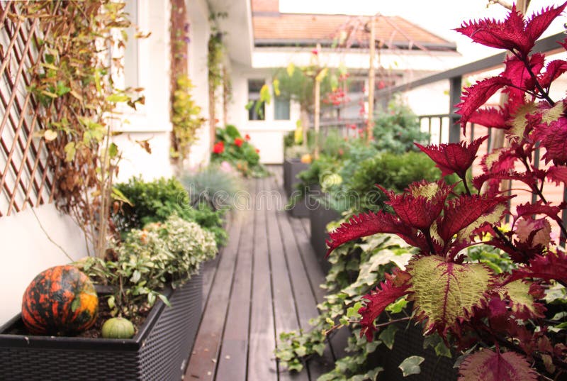 Belle Maison Moderne Avec Beaucoup De Fleurs Photo stock - Image du ...