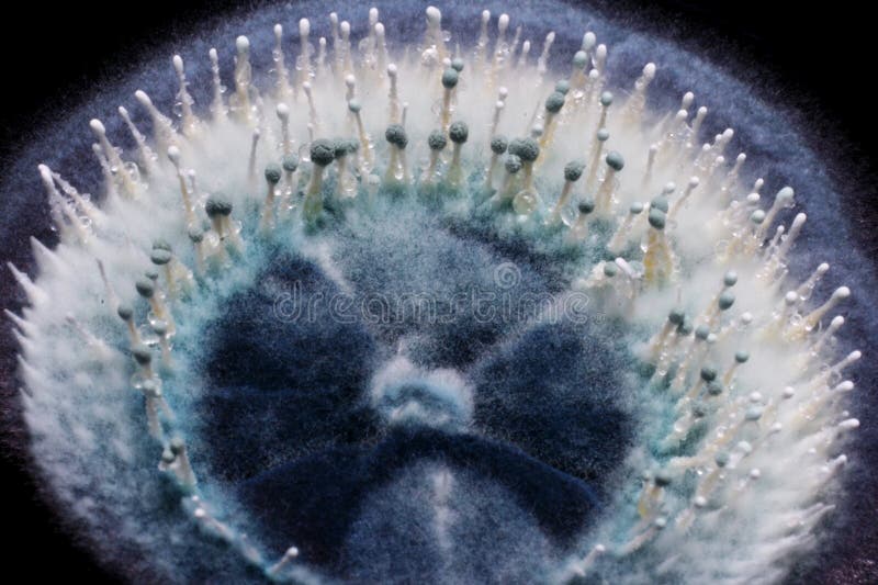 Test Sotto Il Microscopio Di Muffe in Un Laboratorio Fotografia Stock ...