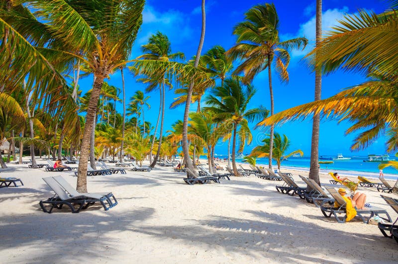 Belle nature de Punta Cana image éditorial. Image du paume - 92637175