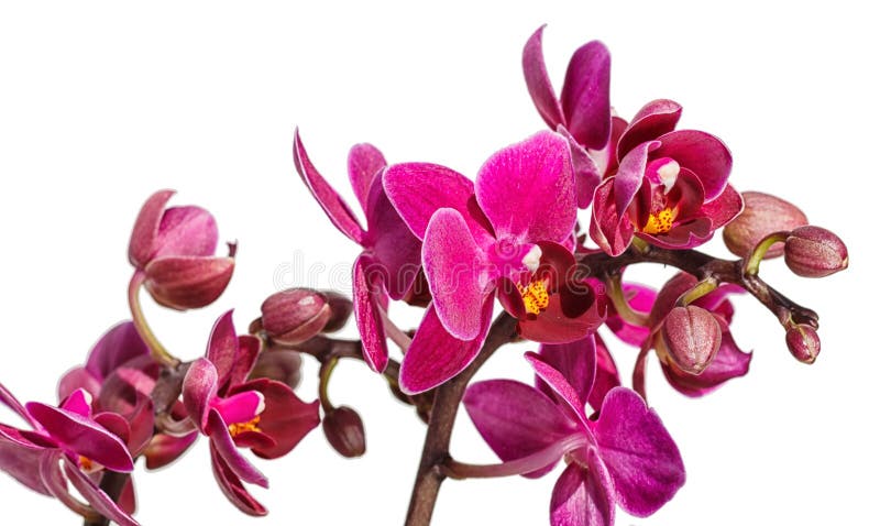 Belle Orchidee Dei Colori Differenti Ibridi Di Phalaenopsis Fotografia ...