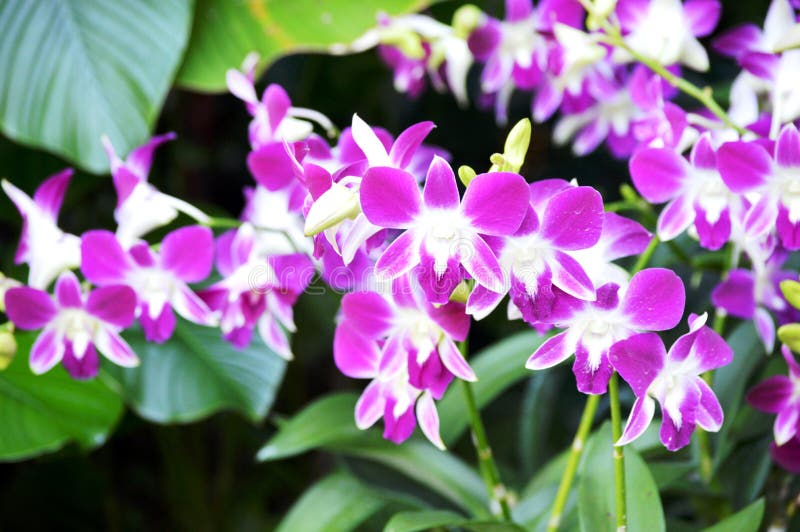 Bellissime Orchidee Dendrobium Ocreatum a Colori Gialli in Giardino ...