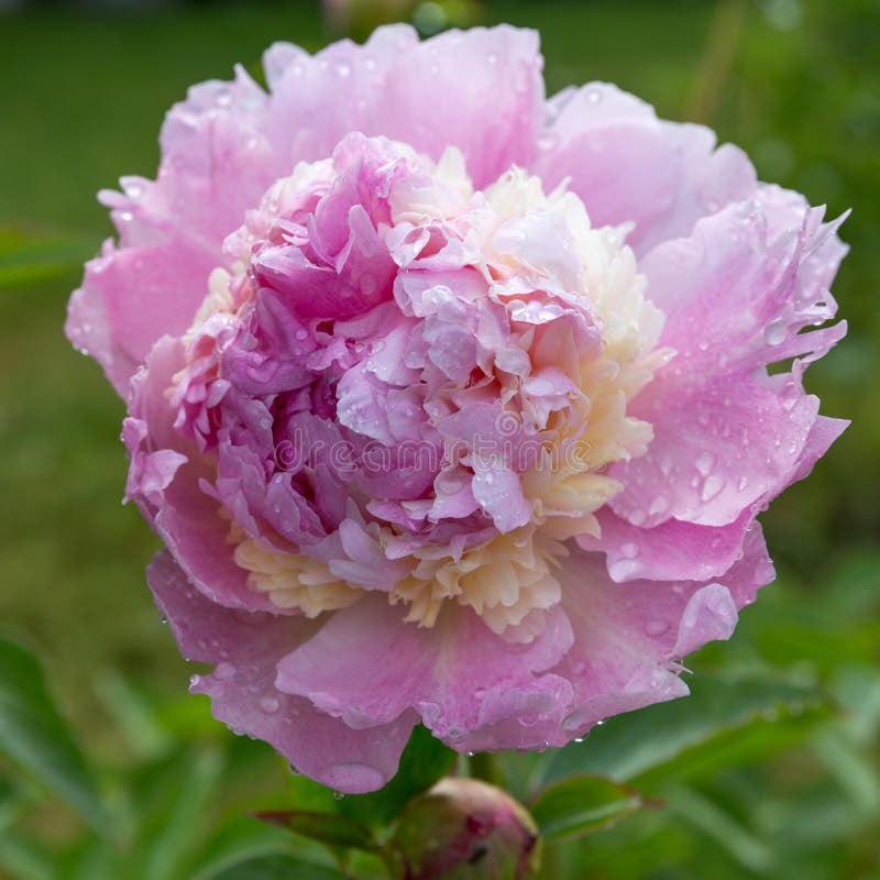 Peonies Dentellare Nel Giardino Peonia Rosa Di Fioritura Primo Piano Di ...