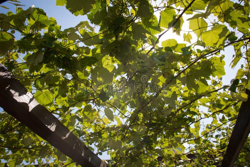 Plante Grimpante De Vigne Sur La Brique Rouge Et Le Mur Jaune - Texture ...
