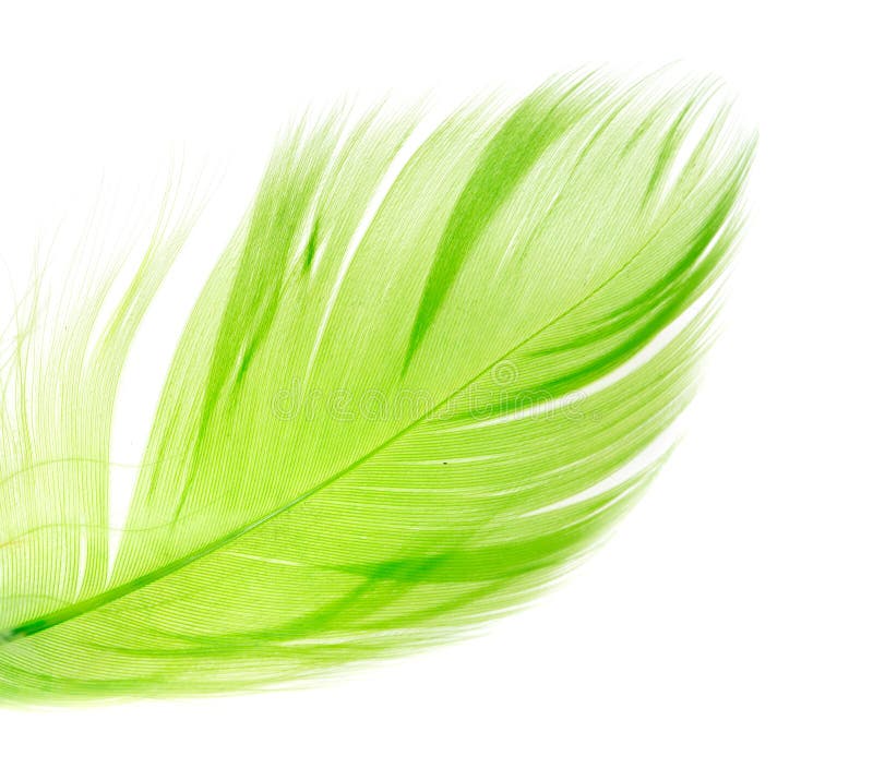 Belle Plume Verte Sur Un Fond Blanc Photo stock - Image du contexte ...