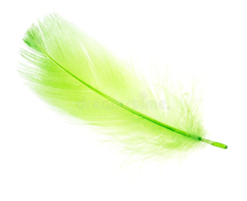 Belle Plume Verte Sur Un Fond Blanc Photo stock - Image du blanc, lisse ...