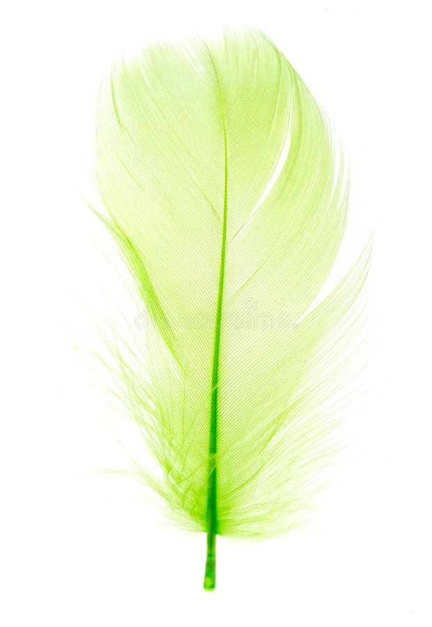 Belle Plume Verte Sur Un Fond Blanc Photo stock - Image du flux ...