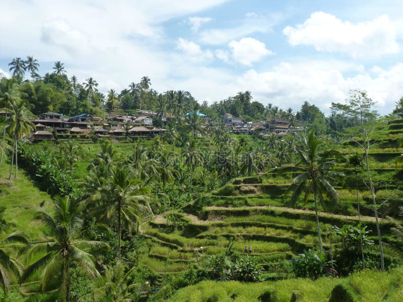 Belle Risaie Di Tegalalang, Bali, Indonesia Fotografia Stock - Immagine ...