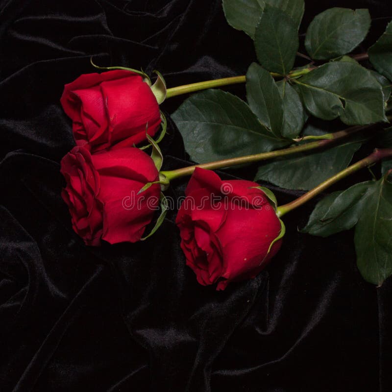Belle Rose De Rouge Sur Le Satin Noir Image stock - Image du noir ...