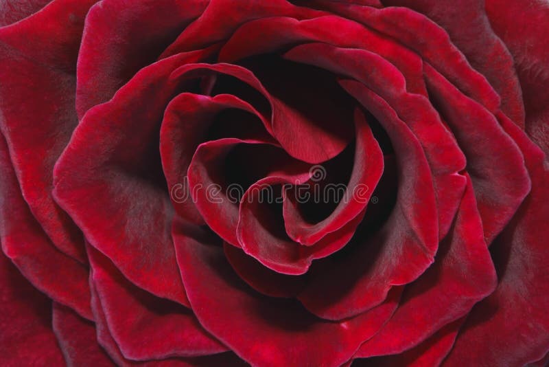 151,568 Photos de Belle Rose Rouge - Photos de stock gratuites et ...