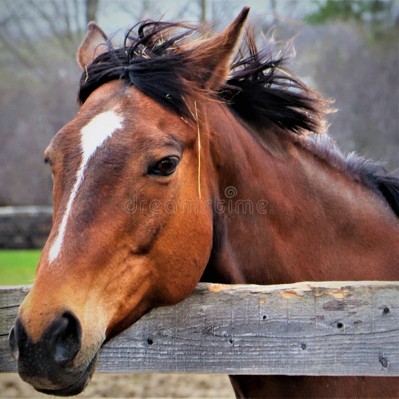 Belle standardbred mare photo stock. Image du nuit, hongre - 189468552