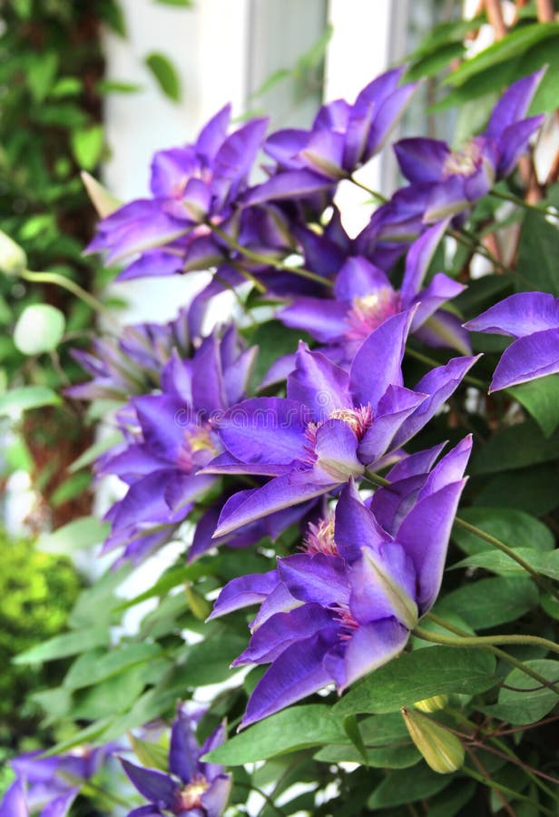 Belle Terrasse Moderne Avec Beaucoup De Fleurs Photo stock - Image du ...