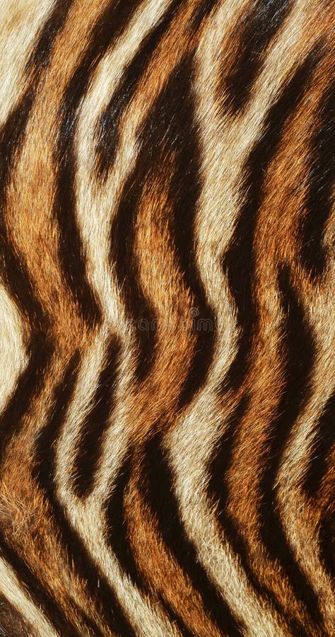 Belle Texture De Fond De Fourrure De Tigre Photo stock - Image du ...