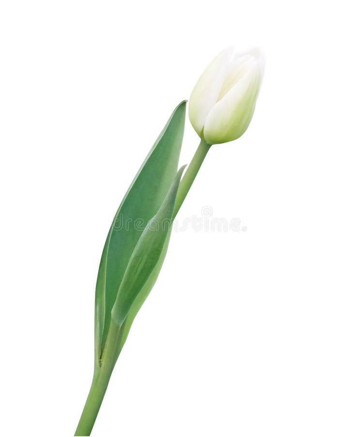 Tulipe blanche photo stock. Image du jardin, cadeau, vert - 3633074
