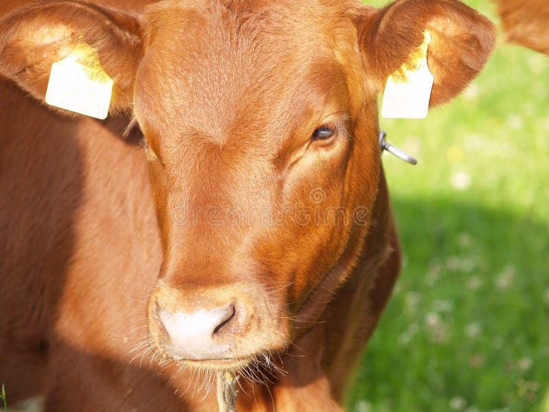 Belle vache brune (1) image stock. Image du mammifère - 38175463