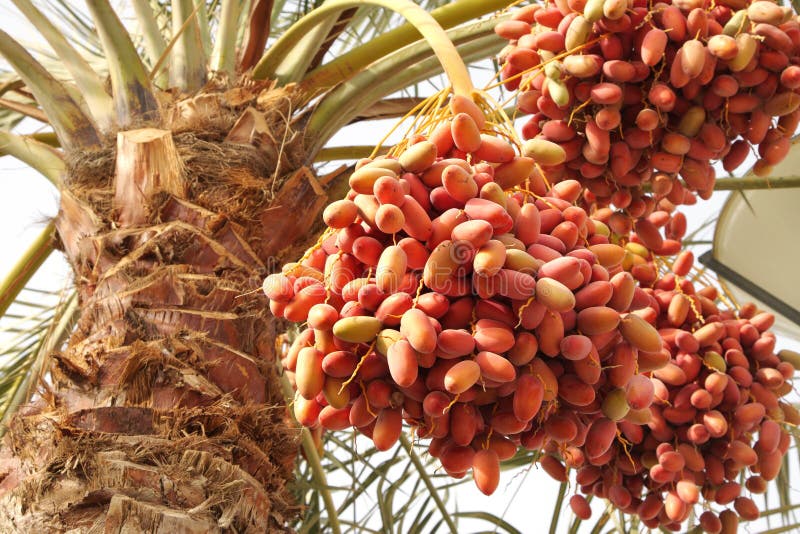 Belles Dattes Rouges De Kimri Image stock - Image du fruits, nourriture ...