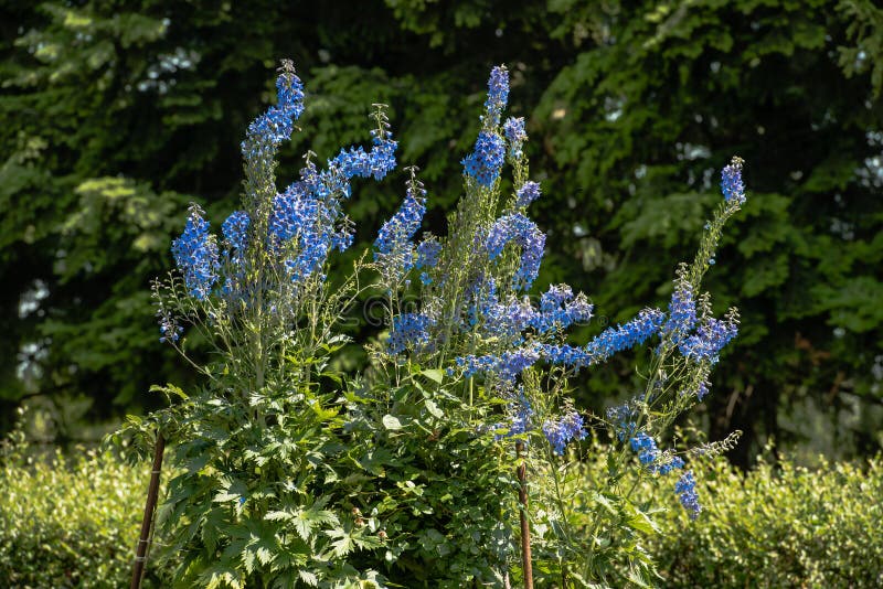 Beau Buisson En Parc D'automne Image stock - Image du végétation ...