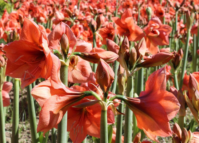 Fleurs D'Amaryllis Noël Rouge Fleurit Le Bouquet Photo stock - Image du ...