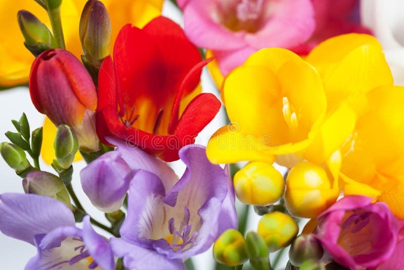 Belles fleurs de freesia image stock. Image du célébrez - 24488457