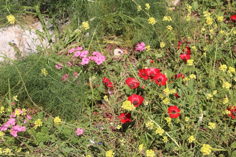Belles Fleurs En Israel Mount Gilboa Carmel Image stock - Image du ...