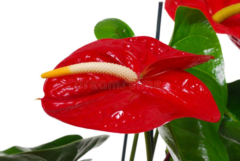 Belles Fleurs Rouges Chaudes Avec La Feuille Verte Photo stock - Image ...