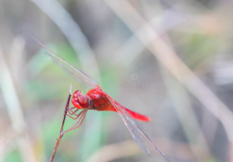 Deux belles libellules photo stock. Image of coloré - 152530114