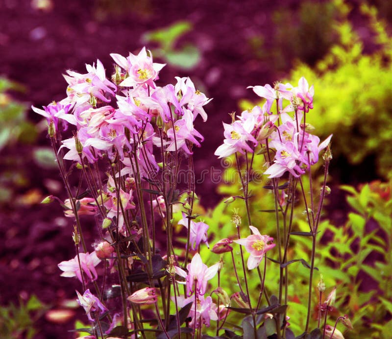 Belles Petites Fleurs Roses Sur Le Lit De Fleur Photo stock - Image du ...