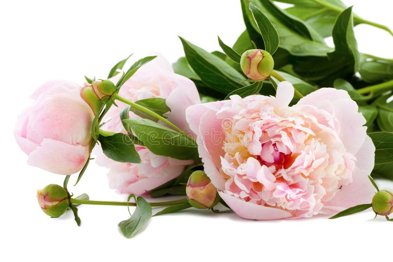 Belles pivoines roses image stock. Image du bourgeon - 25251459