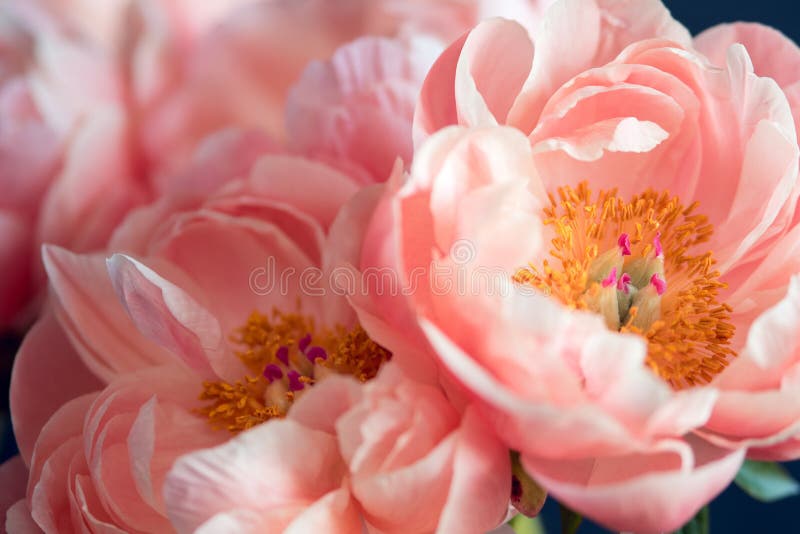 74,508 Pivoines Photos libres de droits et gratuites de Dreamstime