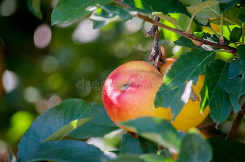 Belles Pommes De Gala Dans Un Verger Du Michigan Image stock - Image du ...