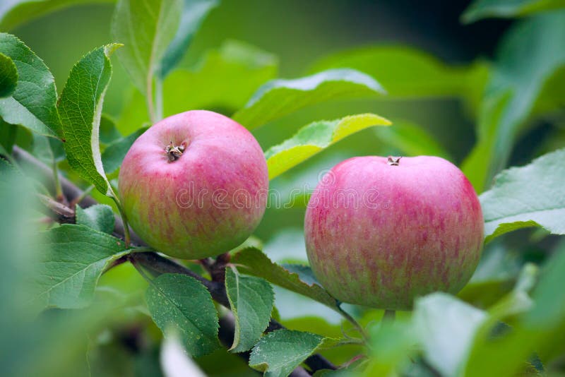 Belles Pommes Rouges Sur Un Arbre Photo stock - Image du automne ...