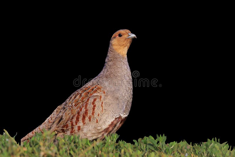 Belles Poses De Perdrix Grise D'isolement Sur Le Noir Photo stock ...