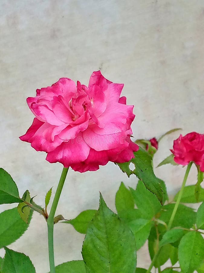 Belles Roses Roses Roses Qui Fleurissent Le Matin Photo stock - Image ...