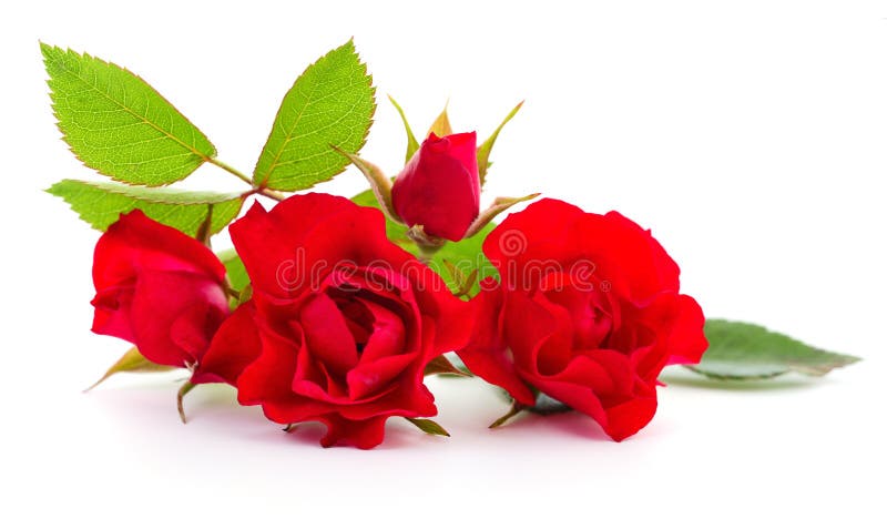 Belles roses rouges image stock. Image du couleur, bouquet - 111977779