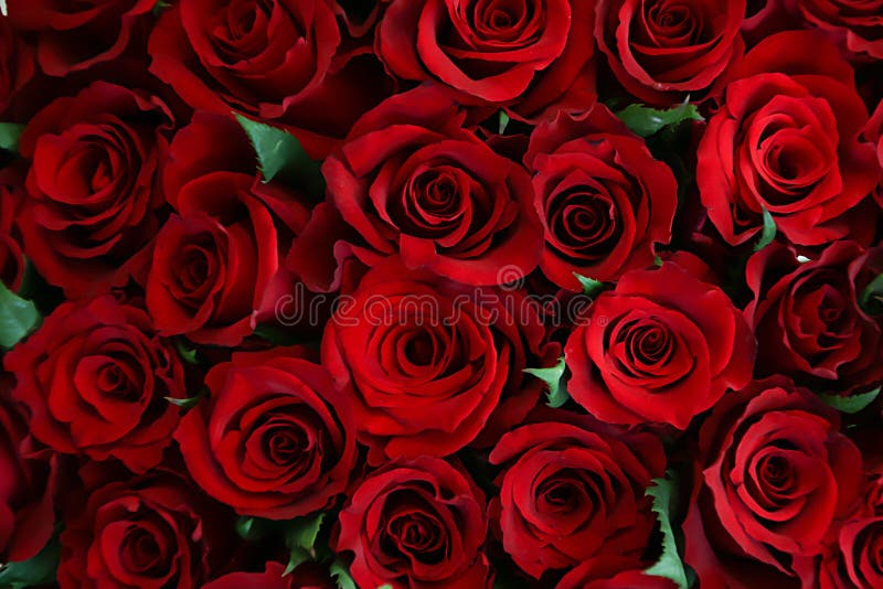 Belles roses rouges photo stock. Image du bourgeon, mariez - 51733858