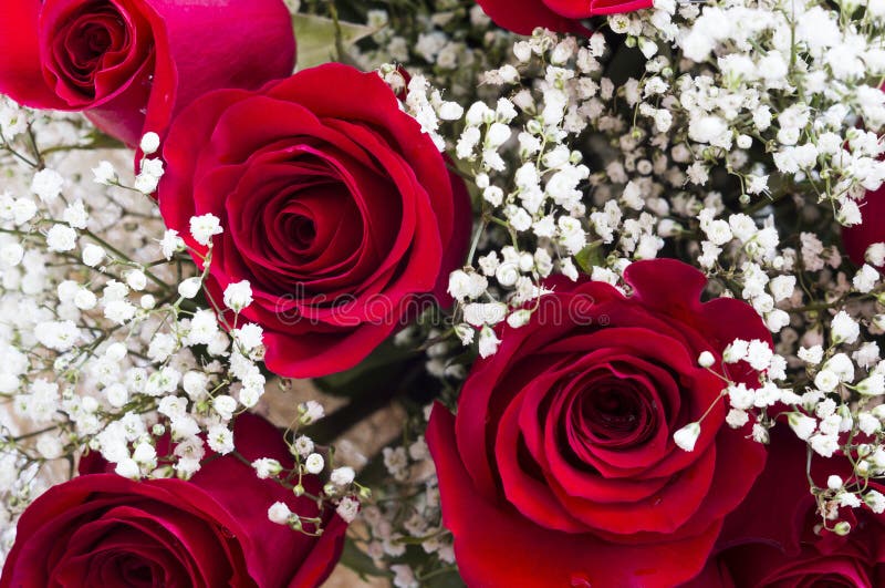 Belles roses rouges photo stock. Image du jaune, roman - 86254546