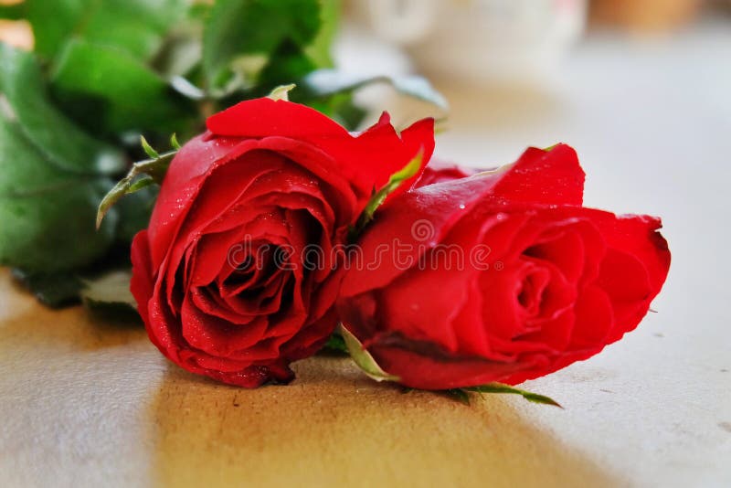 Belles Roses Rouges Pour Mon Amour Photo stock - Image du amour, carte ...