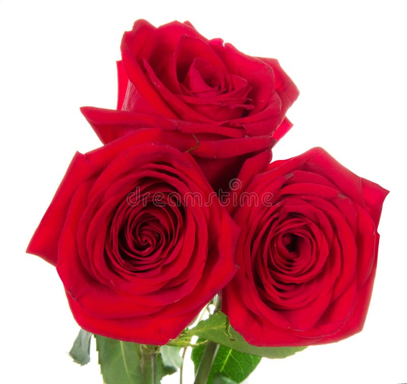 Belles trois roses rouges photo stock. Image du fond - 54022150