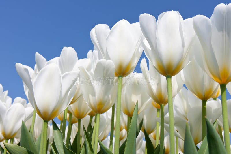 Belles Tulipes Blanches Image. Image: 13325247