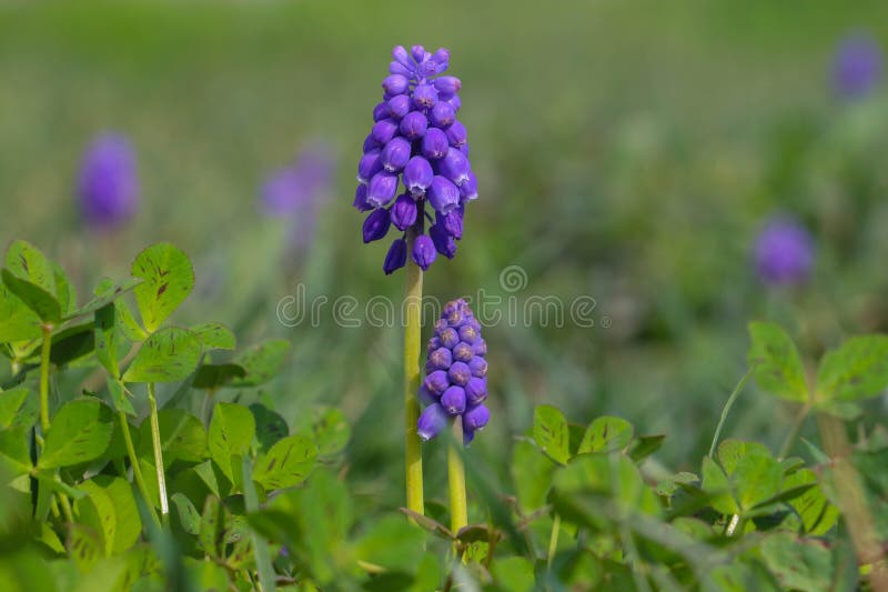 Bellevalia pycnantha Sin stock image. Image of nature - 273228773