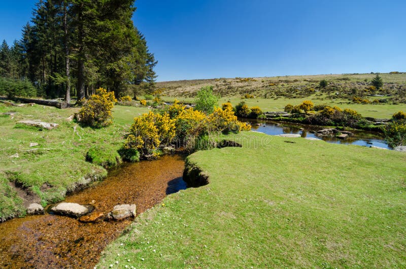 Bellever Forest, Dartmoor National Park, Devon,uK Stock Image - Image ...