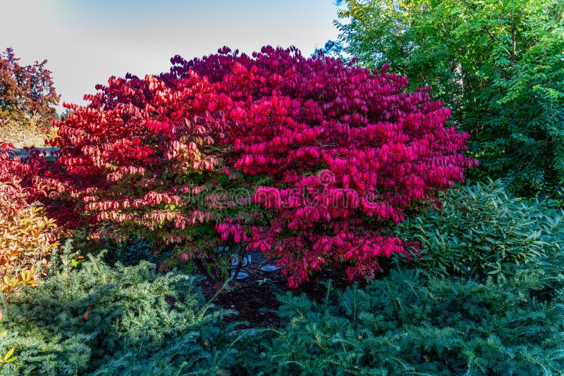 Bellevue Arboretum Red Leaves Stock Photo - Image of seasons, state ...
