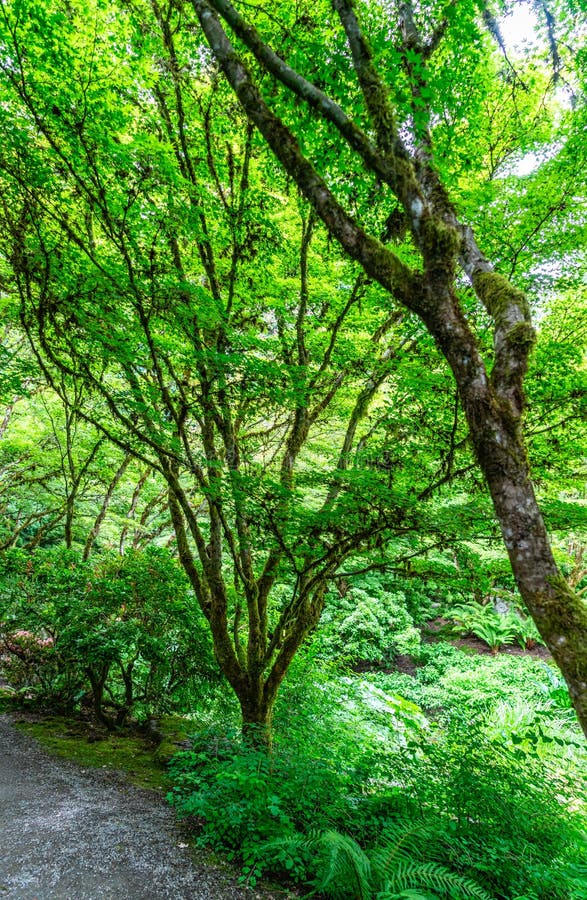 Bellevue Garden Trees stock photo. Image of state, leaves - 281944698