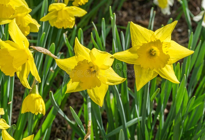 Bellevue Park Early Spring Daffodils 5 Stock Image - Image of early ...