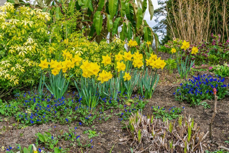 Bellevue Park Early Spring Daffodils 2 Stock Photo - Image of plot ...