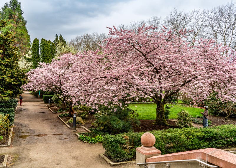 Bellevue Park Spring Blossoms 2 Stock Photo - Image of park, seasons ...