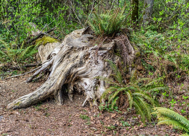 Bellevue Park Tree Stump stock image. Image of park - 274567951