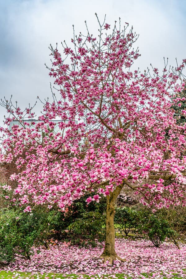 Bellevue Park Tulip Tree 2 stock photo. Image of travel - 373445794