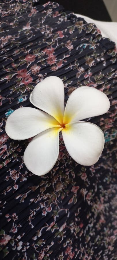 Belleza de chafa floral foto de archivo. Imagen de hoja - 255017694